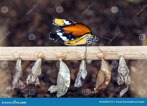 Exotic Butterfly Hatched From Cocoon Stock Image Image Of Insect