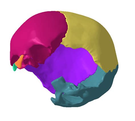 🩻 Flat Bones Segmented In 10 Parts・ 3d File For 3d Printing・cults
