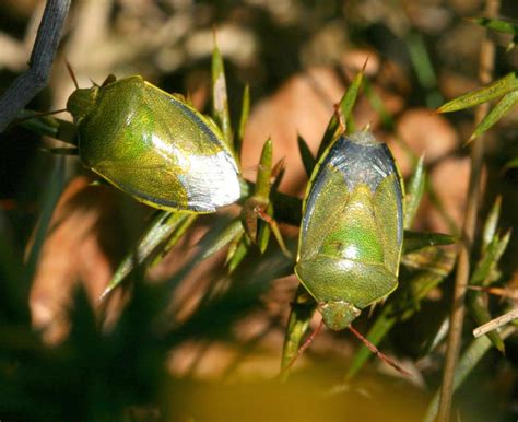 Gorse Shieldbug Naturespot