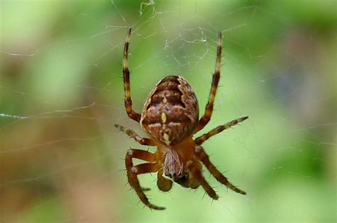 Ghent University Seeks Volunteers For Its Spider Hunt