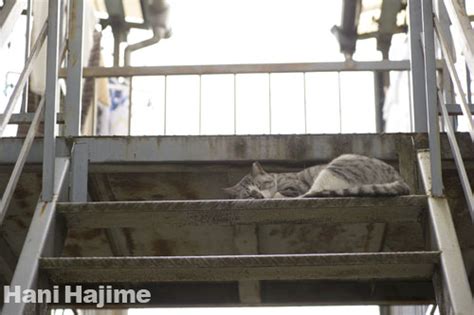 毎日が猫曜日 アパートの階段にて