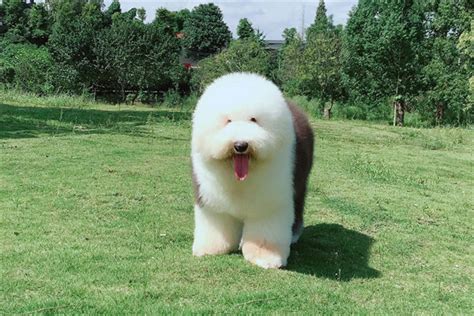 如何养古牧御宅社