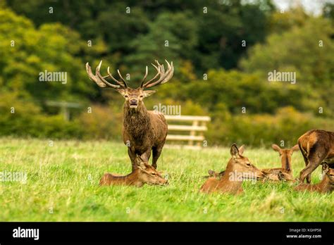 Autumn Red Deer Rutimage Sequence Depicting Scenes Around Male Stags