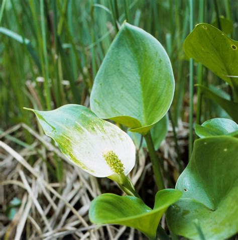 Calla Palustris L Sumpf Calla Bog Arum Calla Palustris L Flickr
