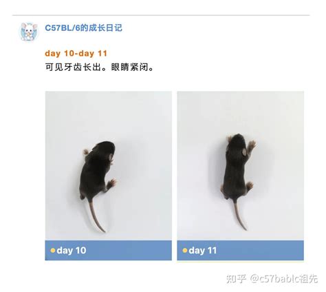 C57bl6成长日记，看乳鼠如何快速成长变化！ 知乎