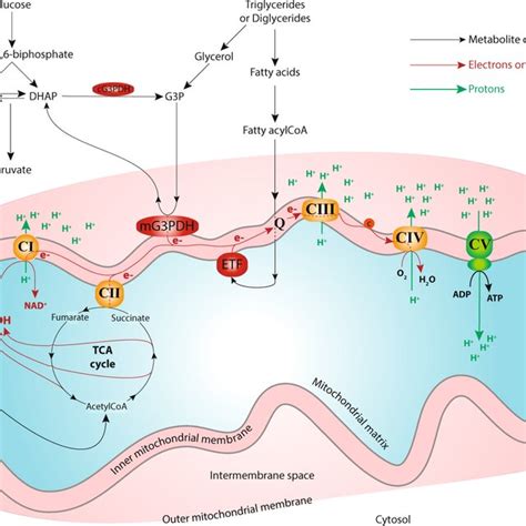 Schematic Representation Of Mitochondrial Metabolism Carbohydrates