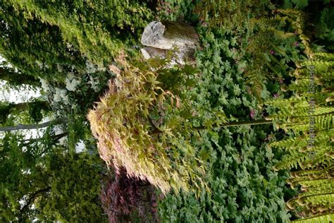 Acer Palmatum ‘cascade Ruby Esveld Shop
