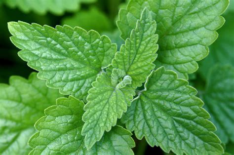 Catnip Essential Oil 10 Uses Benefits David Avocado Wolfe