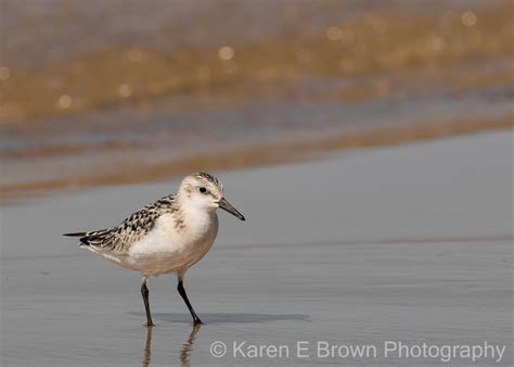 Sanderling Shorebird Photograph Lake Michigan Beach Decor Etsy