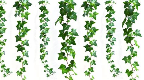 Ivy Climbing Vines Green Leaves Of Creeper Plant Botanical Decorative
