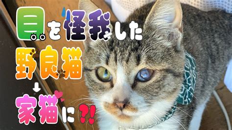【保護猫】目をケガした元野良猫〜初めてお風呂に入った子猫〜 Youtube