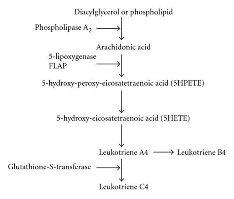 The 5‐lipoxygenase As A Common Pathway For Pathological Brain And