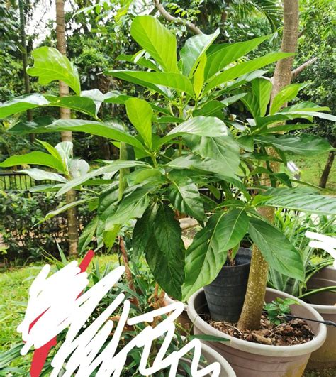 Noni Plant Furniture And Home Living Gardening Plants And Seeds On Carousell