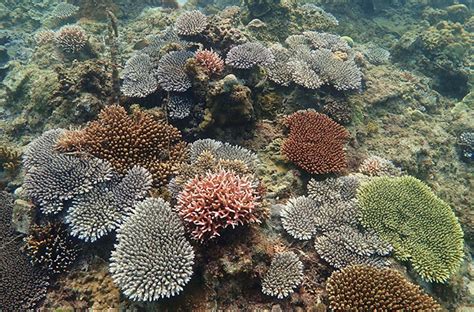 Evolution Of Coral Ivf Enhances Recovery Of Coral Reefs Southern