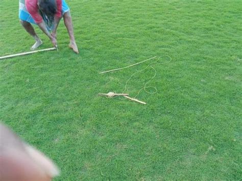 Natural Grass For Parks At Rs 8sq Ft लॉन की घास In Kolkata Id