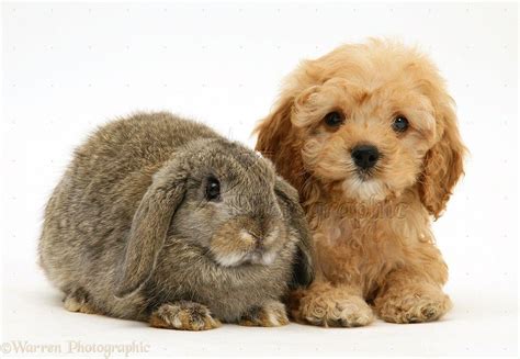 Cockapoo Wallpapers Top Free Cockapoo Backgrounds Wallpaperaccess