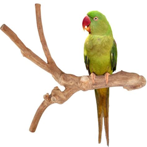 Birds Stand Table Top Java Wood Medium Parrot Birds Ringed Rose Mini