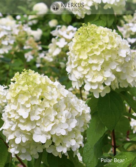 Hortenzija Skarainā Polar Bear Kverkus