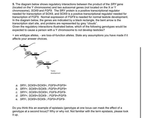 Solved 5 The Diagram Below Shows Regulatory Interactions