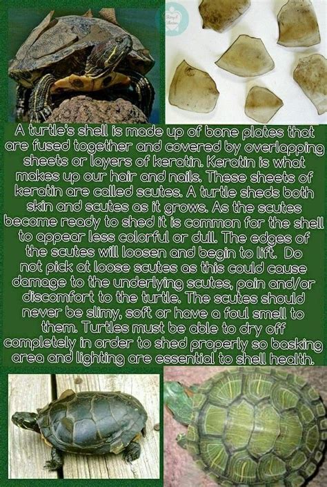 Turtle Shell And Shedding Process Turtle Shell And Shedding Process