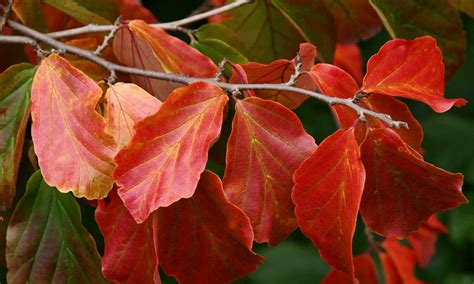 Parrotia Persica Persian Ironwood Tree Standard Garden Plants Online