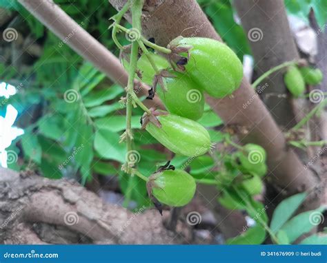 Starfruit Stock Image Image Of Type Mixture Tree 341676909