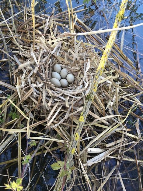 Premium Photo High Angle View Of Eggs In Nest