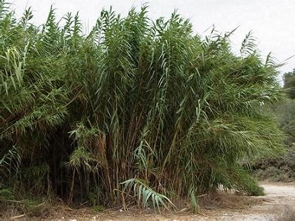 Arundo Donax Description Habitat And Distribution Uses