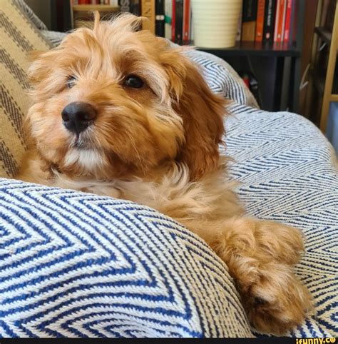 Cavapoo Memes Best Collection Of Funny Cavapoo Pictures On Ifunny