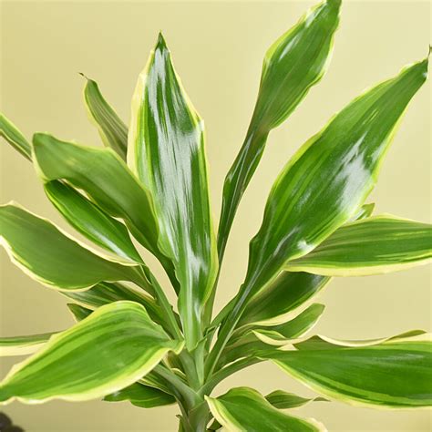 Order Dracaena Plant Small Online Same Day Delivery Uae Fnpae
