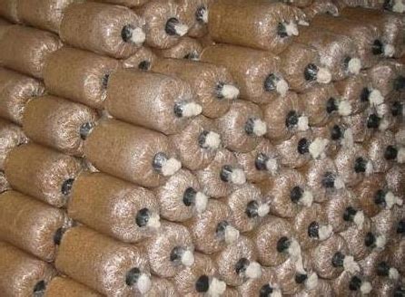 Cara Budidaya Jamur Tiram Putih Agar Sukses Dengan Hasil Maksimal Bagi