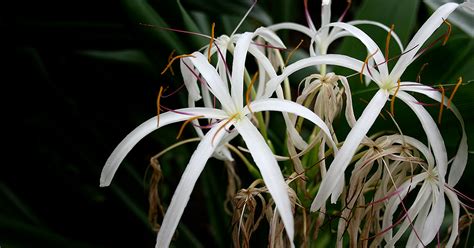 Crinum Lily Planting Care Propagation Guide The Garden Magazine