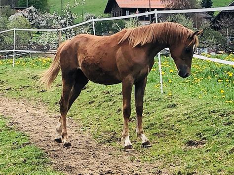 Sam Kaeser Pferdes Webseite