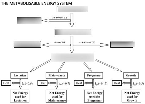 Diagram Of Metabolisable Energy System Quizlet