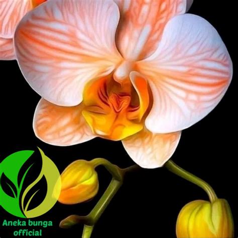 Jual BUNGA ANGGREK DENDROBIUM ORANGE STYLE TANAMAN HIAS POHON SEEDLING ANGGREK DENDROBIUM