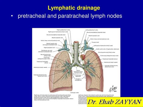 Ppt Trachea And Esophagus Powerpoint Presentation Free Download Id 5057756