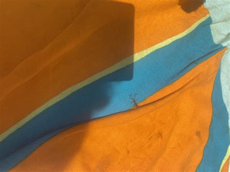 Spider In Mo Rspiderid