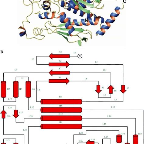 Mtcs Monomer Structure A Representation Of The Monomer Mtcs Download Scientific Diagram