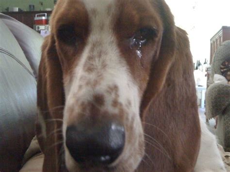Sad Dog Holganeworleans Flickr