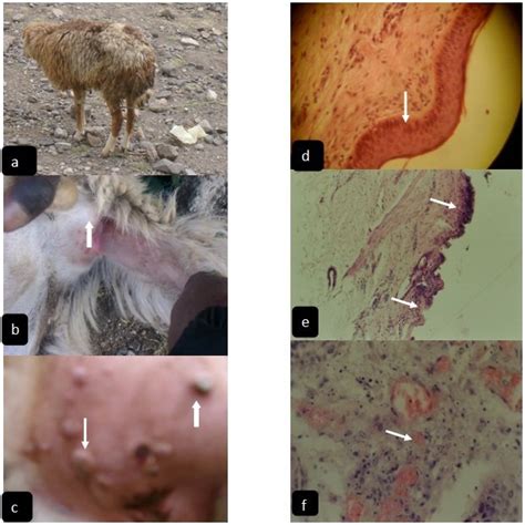 Sheep Infected With Sheep Pox Usually Found Depressed A Macroscopic