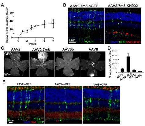 Fig S4 Comparison Of Transduction Efficiency Of Raav Vectors After