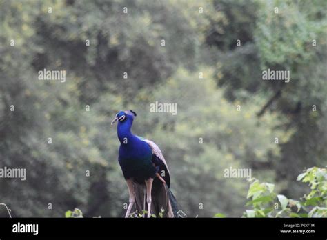 Wild Life Photography Peacock Lorful Wild Life In Rainy Season