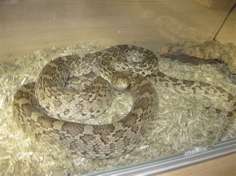 Bully Snakey Sues Serpent Sanctuary
