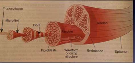 Tendon And Ligament Healing Flashcards Quizlet