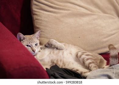 Sexy Cat Stock Photo Shutterstock