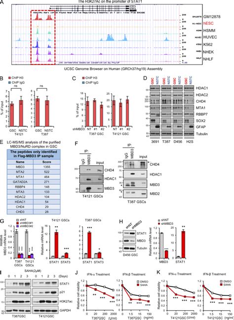 the mbd3 nurd complex promotes h3k27 deacetylation on stat1 promoter to