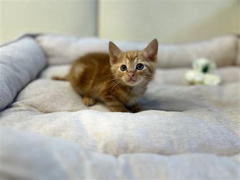 코리안숏헤어 다비 화이트유기묘분양사이트 실버포메라니안분양 실버말티푸분양 실버푸들분양 실버먼치킨분양 실버랙돌분양 실버브리티쉬숏헤어분양 실버스코티쉬폴드분양 실버러시안블루분양