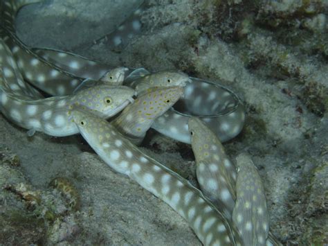 Sharptail Eel Sex Scubaboard