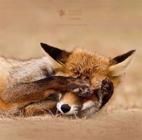 Shyfox By Thrumyeye On Deviantart Белая лисица Домашняя лиса Рыжая лиса