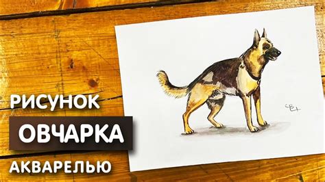Как нарисовать Немецкую овчарку карандашом и акварелью Рисунок собаки поэтапно и легко для